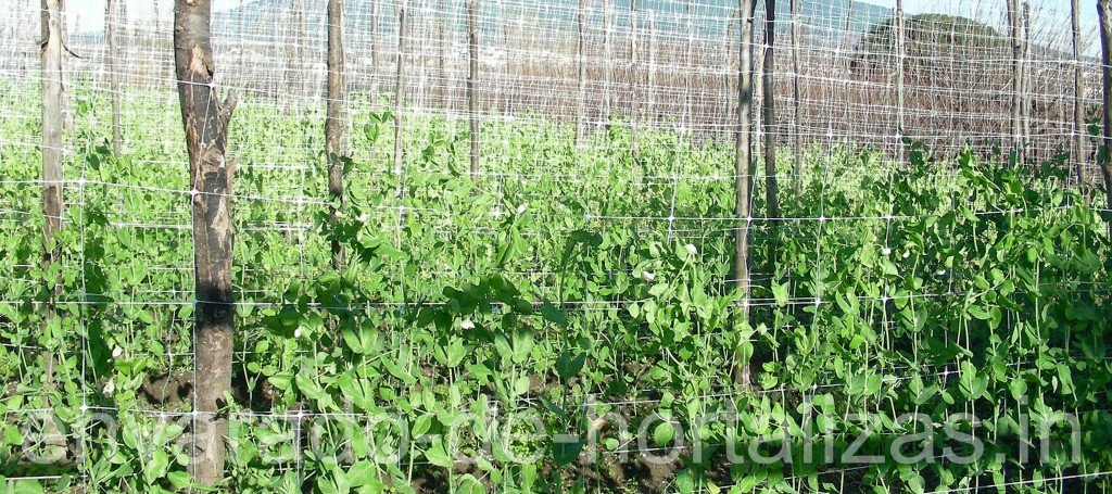 Envarado de Hortalizas Soporte Para Cultivos de Verduras y Legumbres