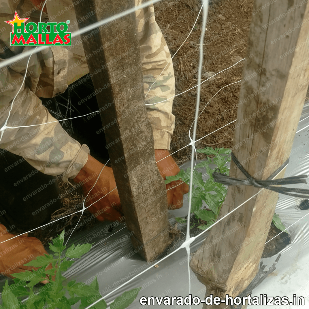 Estrés mecánico a falta de malla Envarado de Hortalizas
